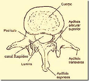 Una Vertebra - Ciencia Explicada